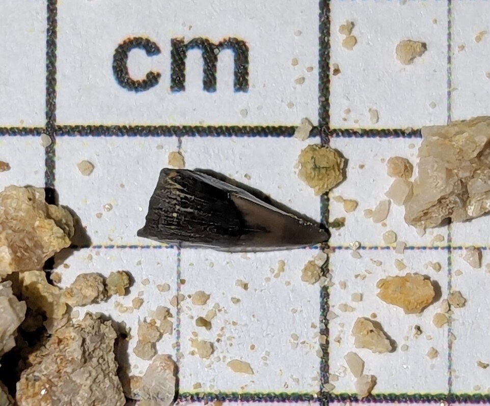 Texas Tooth. Fish? - Fossil ID - The Fossil Forum