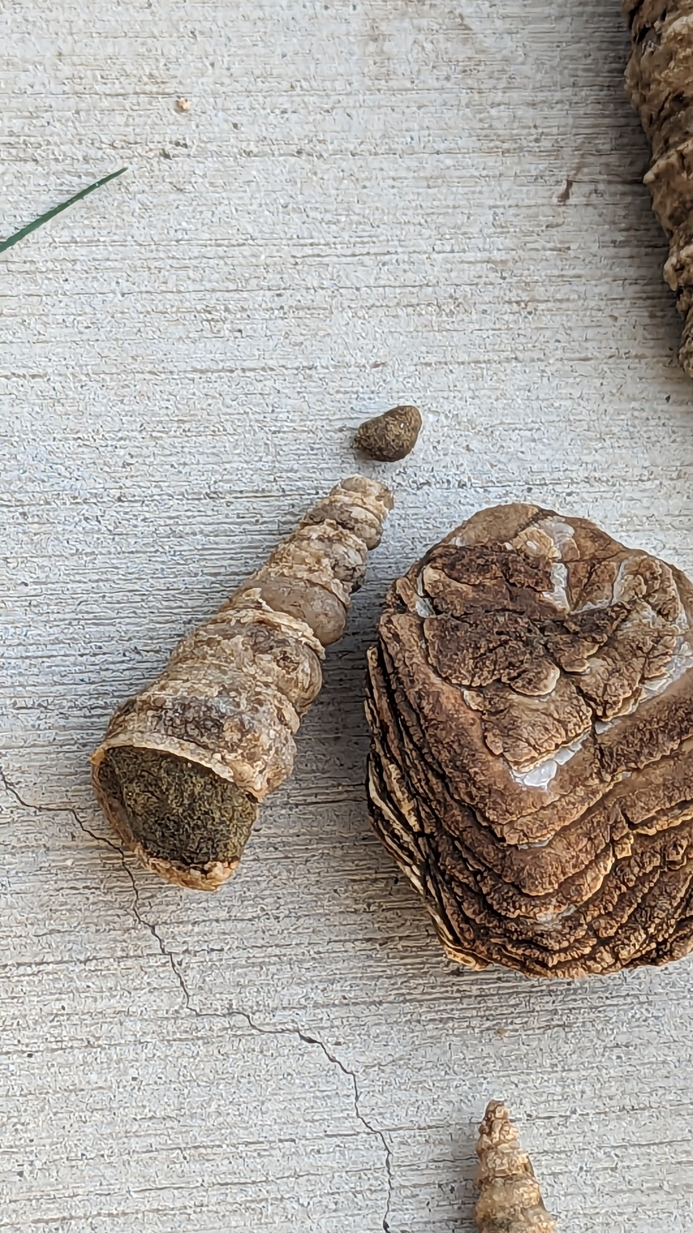 Topanga Formation - Fossil Hunting Trips - The Fossil Forum