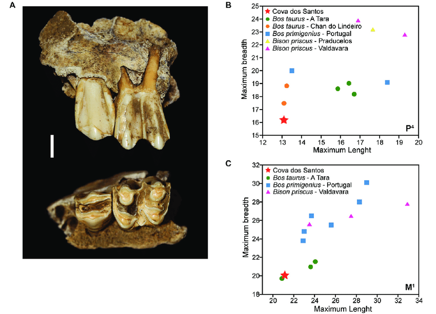 Unidentified bone and tooth - Fossil ID - The Fossil Forum