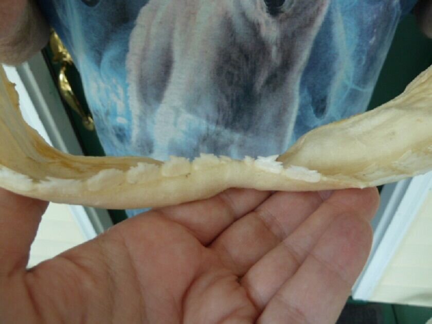 Extant Echinorhinus cookei jaw with symphyseal/parasymphyseal teeth ...