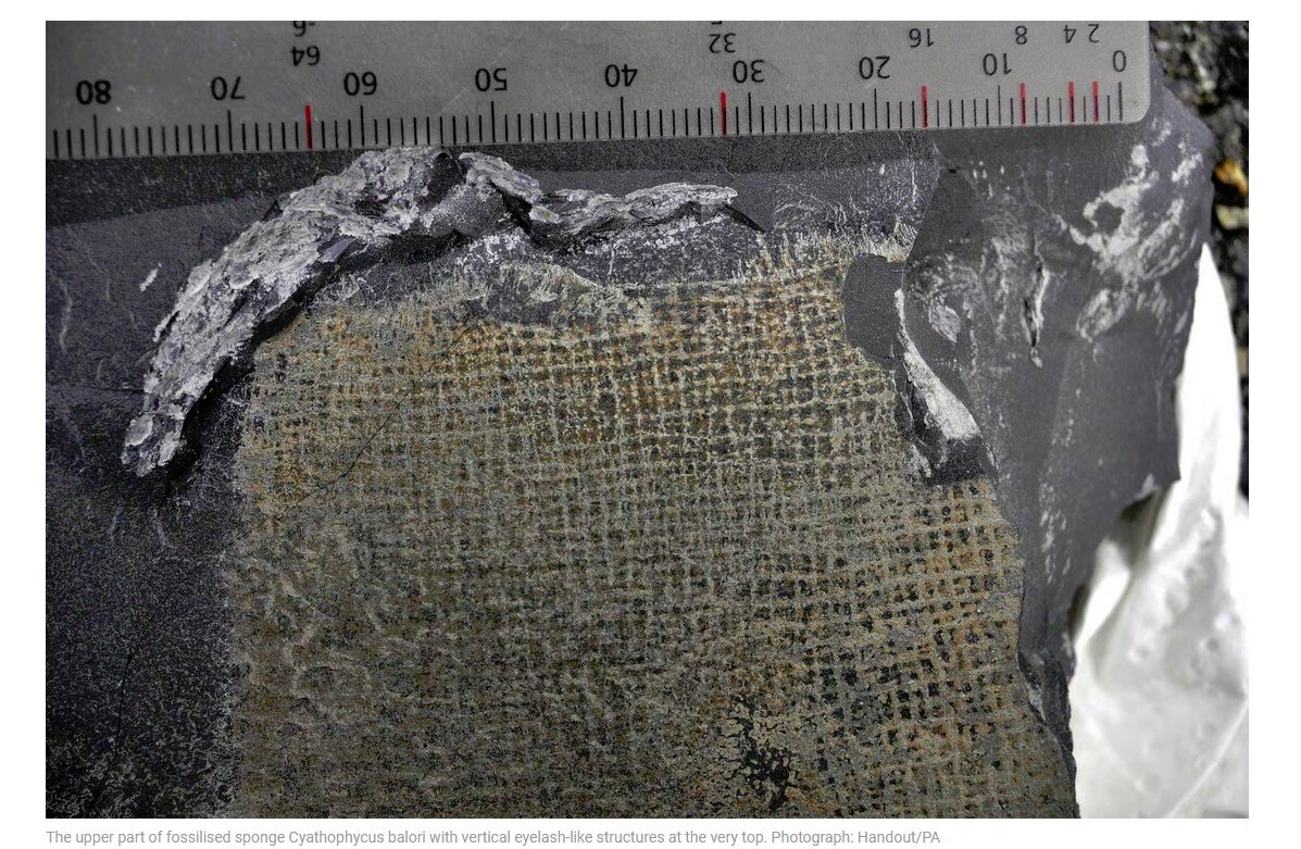 Exceptional’ fossil sponge found in ireland - Fossil News - The Fossil ...