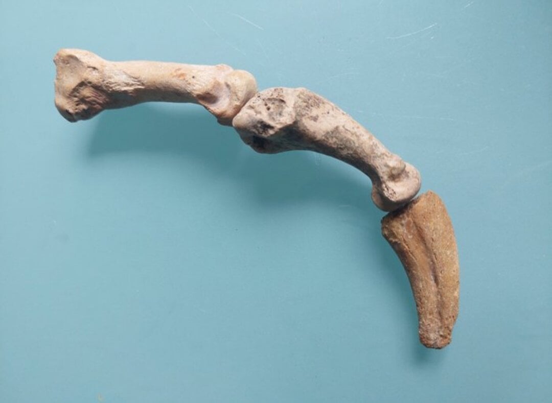 Can someone identify this fossil finger ? - Fossil ID - The Fossil Forum