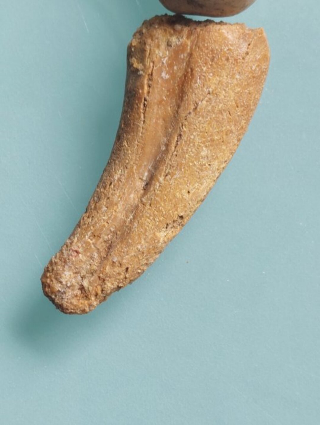 Can someone identify this fossil finger ? - Fossil ID - The Fossil Forum
