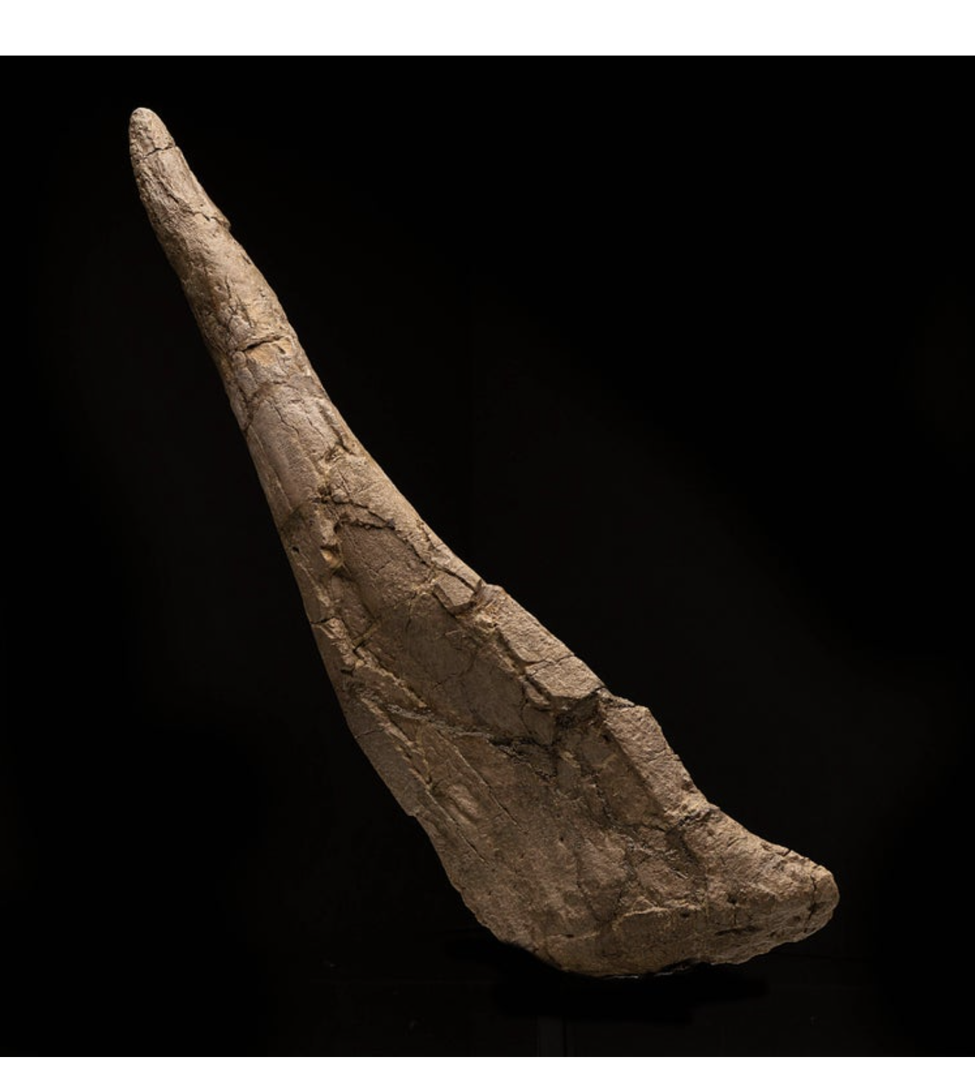 Thagomizer Spike Stegosaurus - Fossil ID - The Fossil Forum