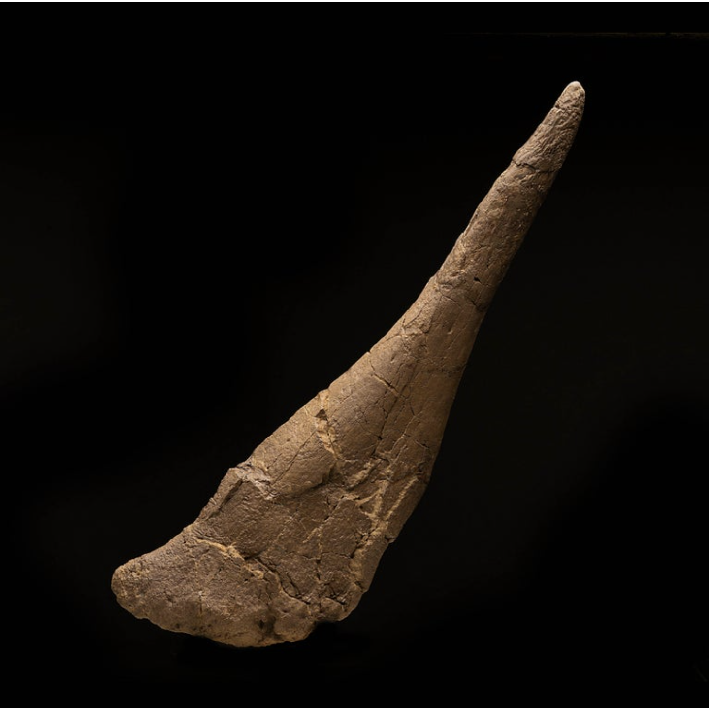 Thagomizer Spike Stegosaurus - Fossil ID - The Fossil Forum