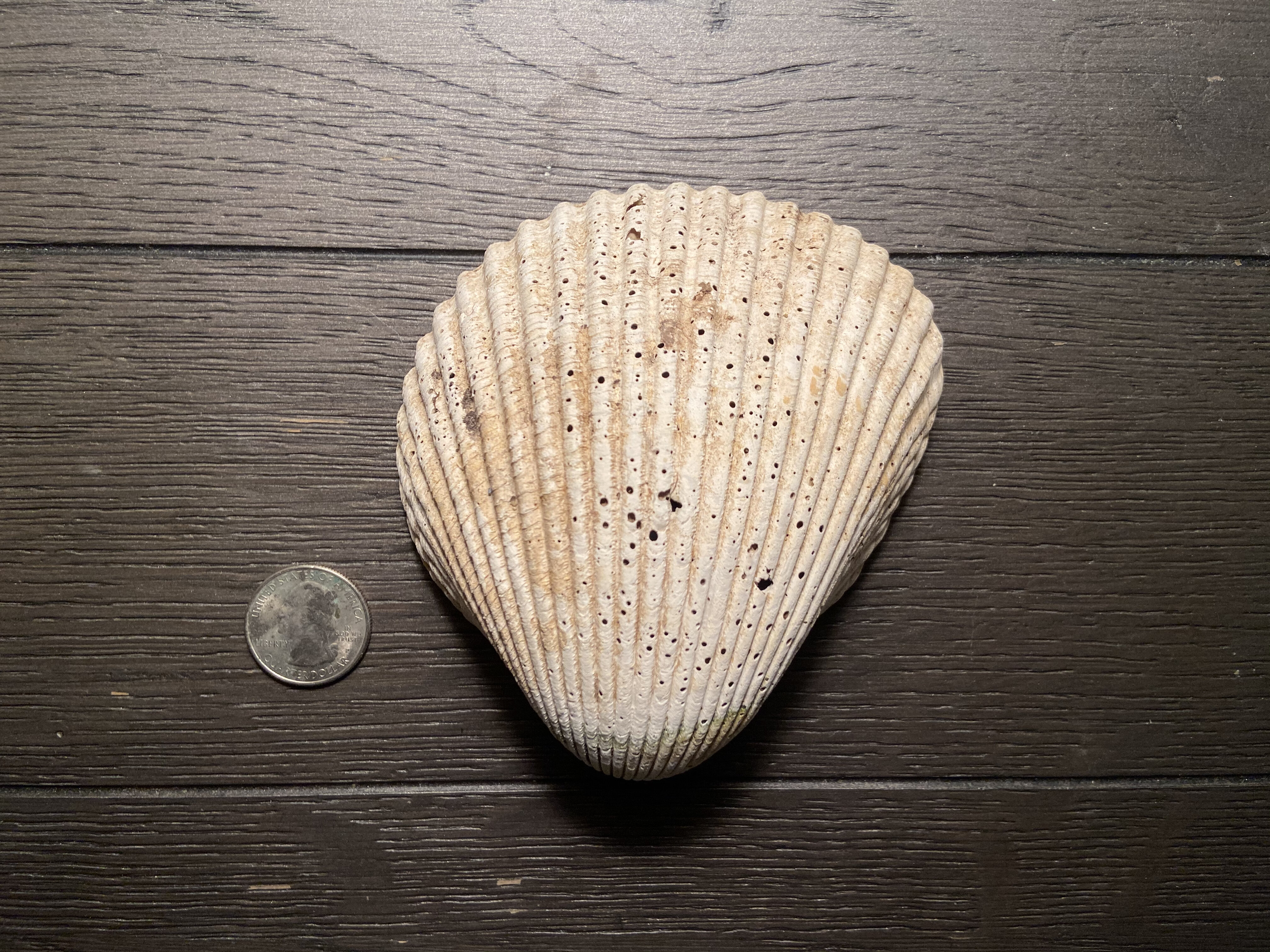 Large Bivalve Shell - Fossil ID - The Fossil Forum