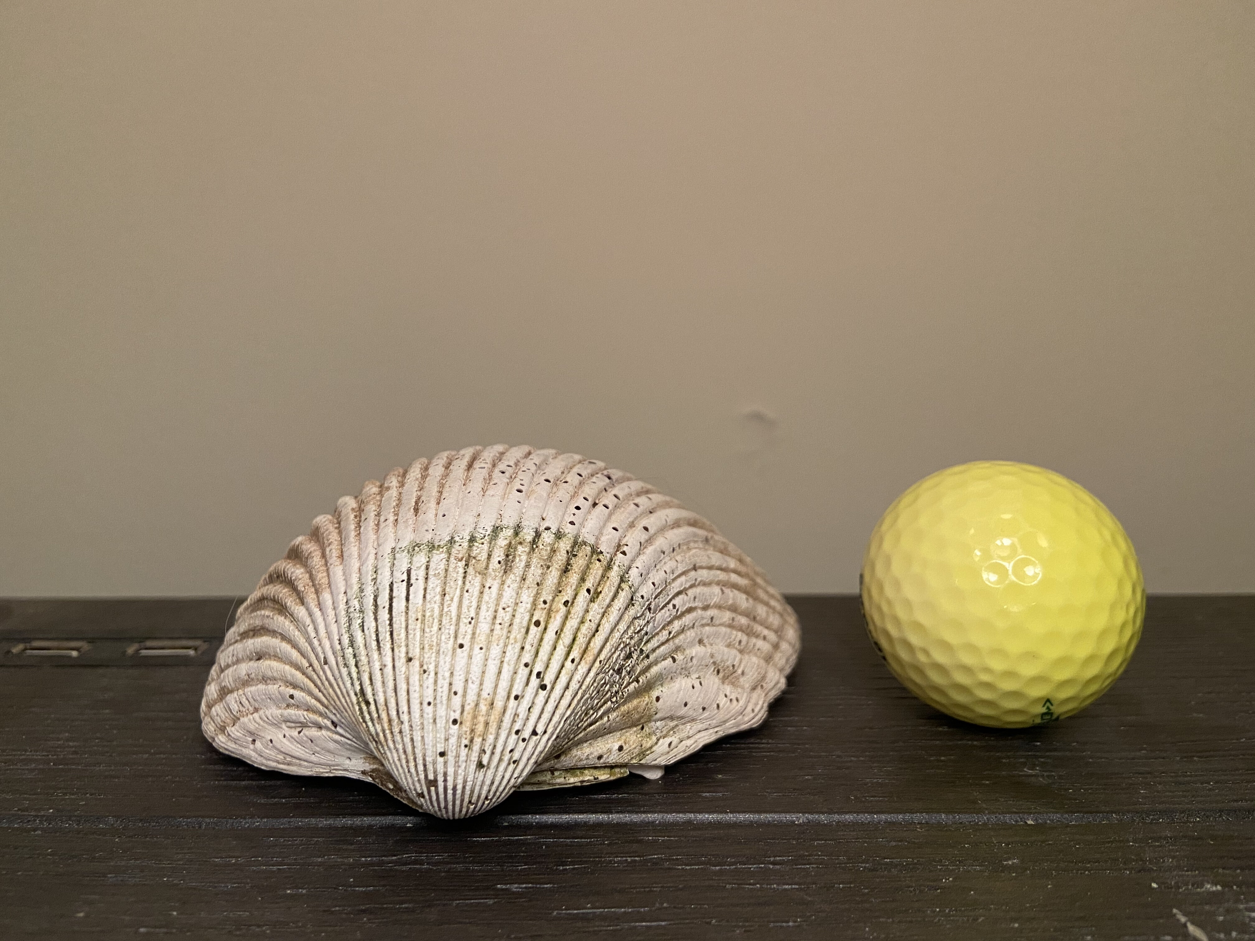 Large Bivalve Shell - Fossil ID - The Fossil Forum