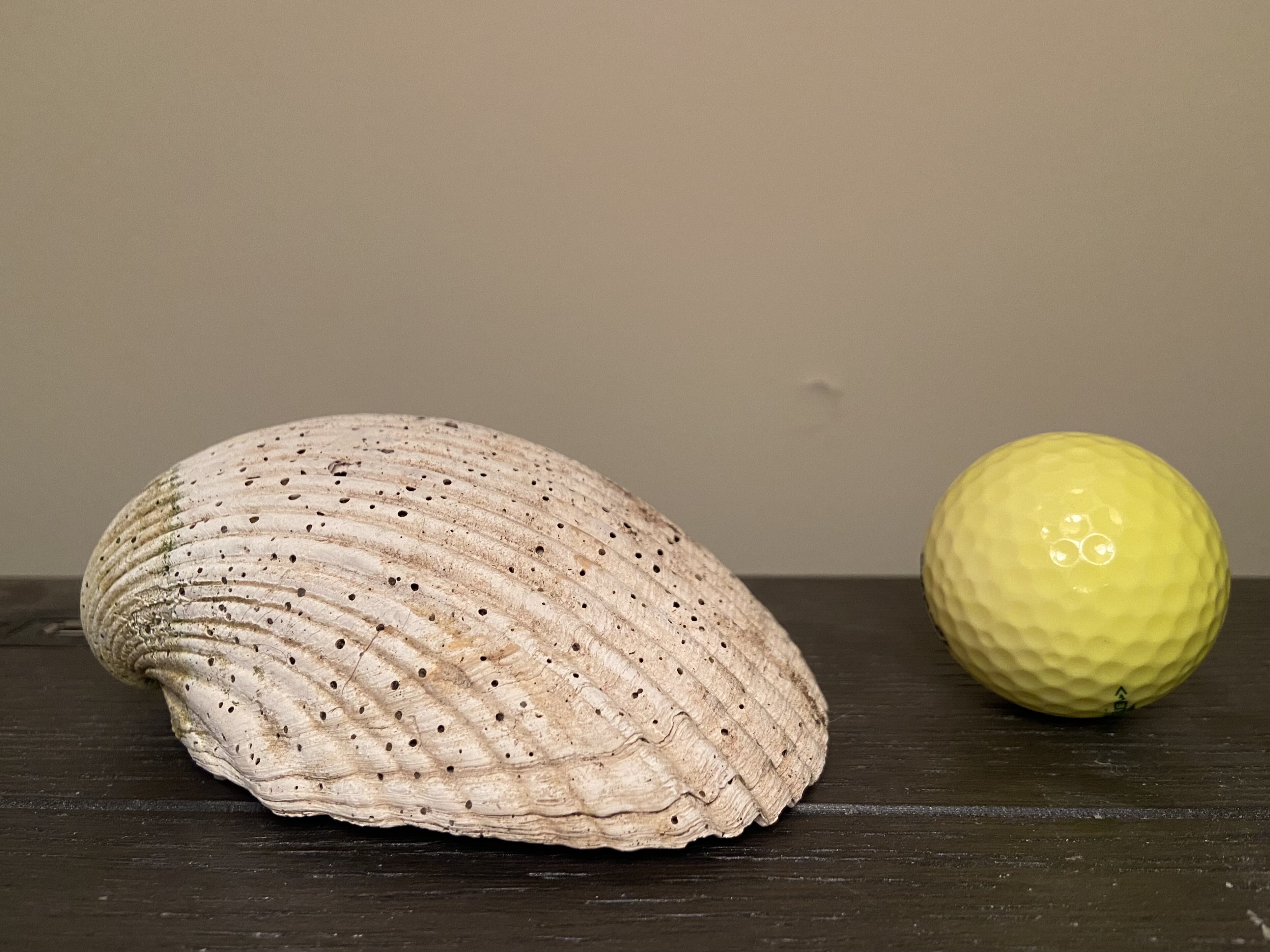 Large Bivalve Shell - Fossil ID - The Fossil Forum