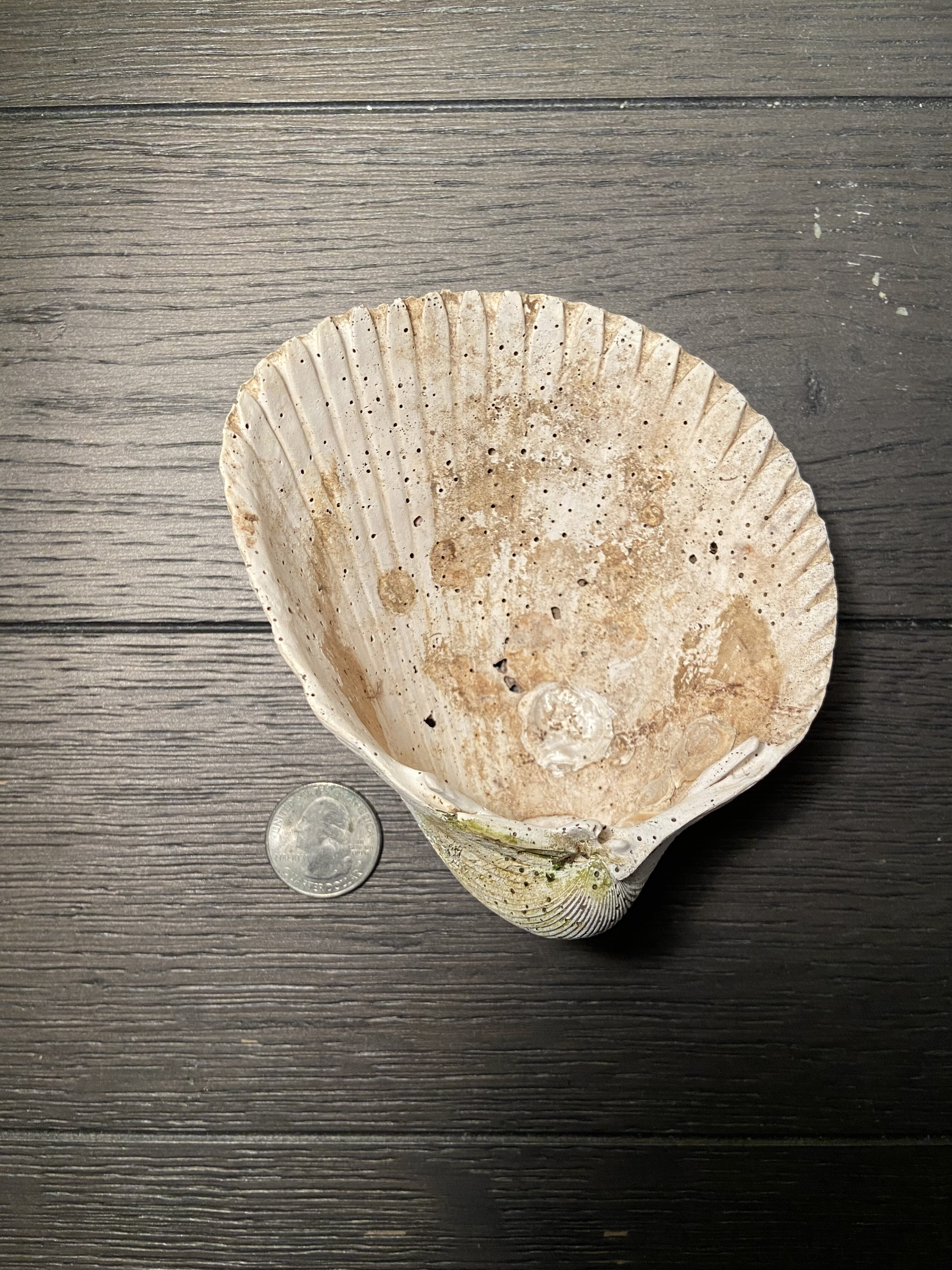 Large Bivalve Shell - Fossil ID - The Fossil Forum