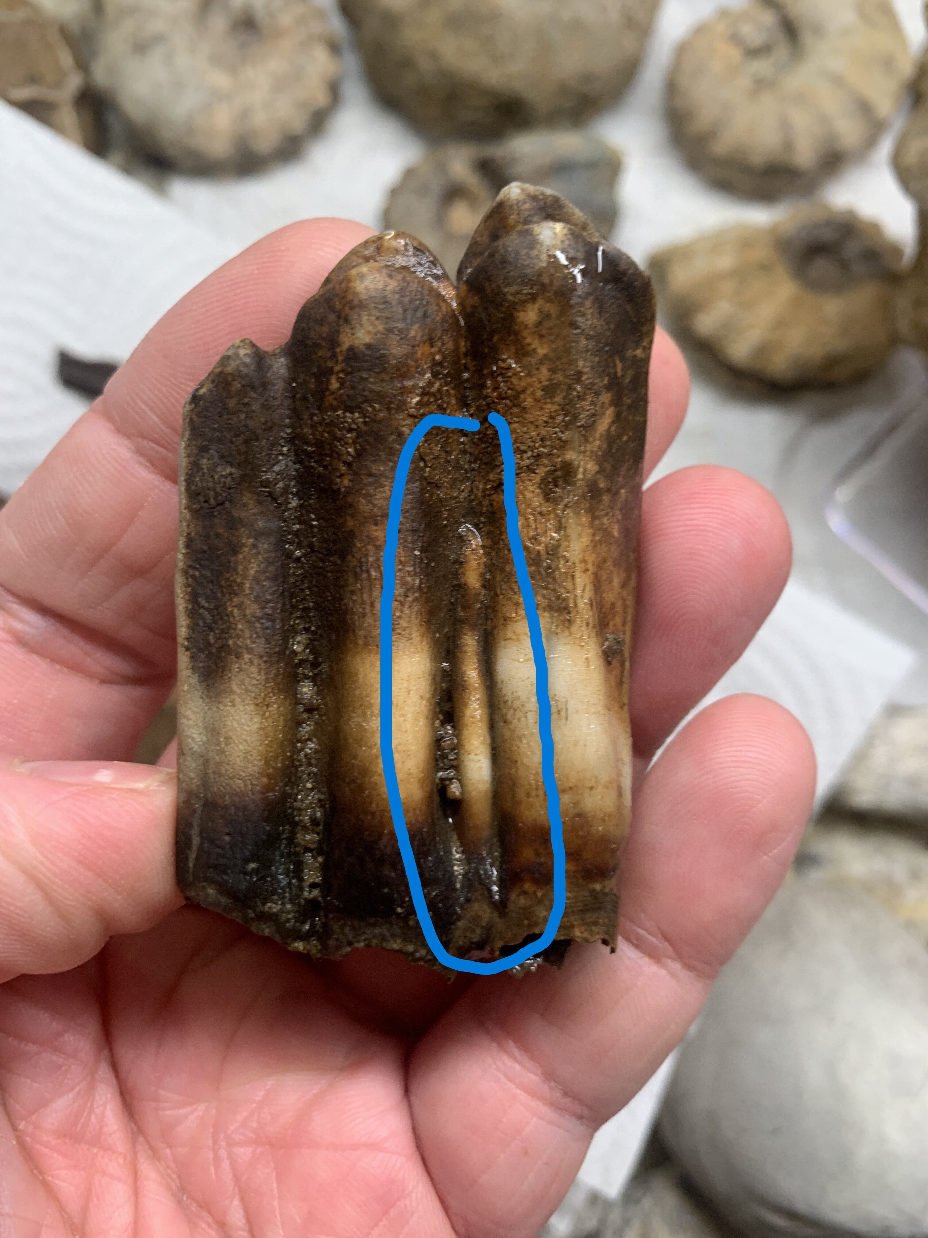 Jaw and teeth- woodbine/eagleford Dallas County TX - Fossil ID - The ...