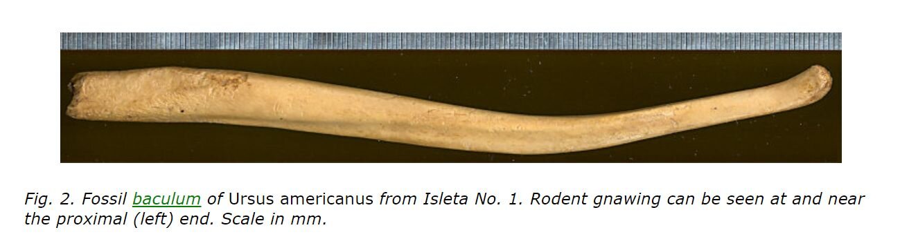 Bos Taurus - Fossil ID - The Fossil Forum