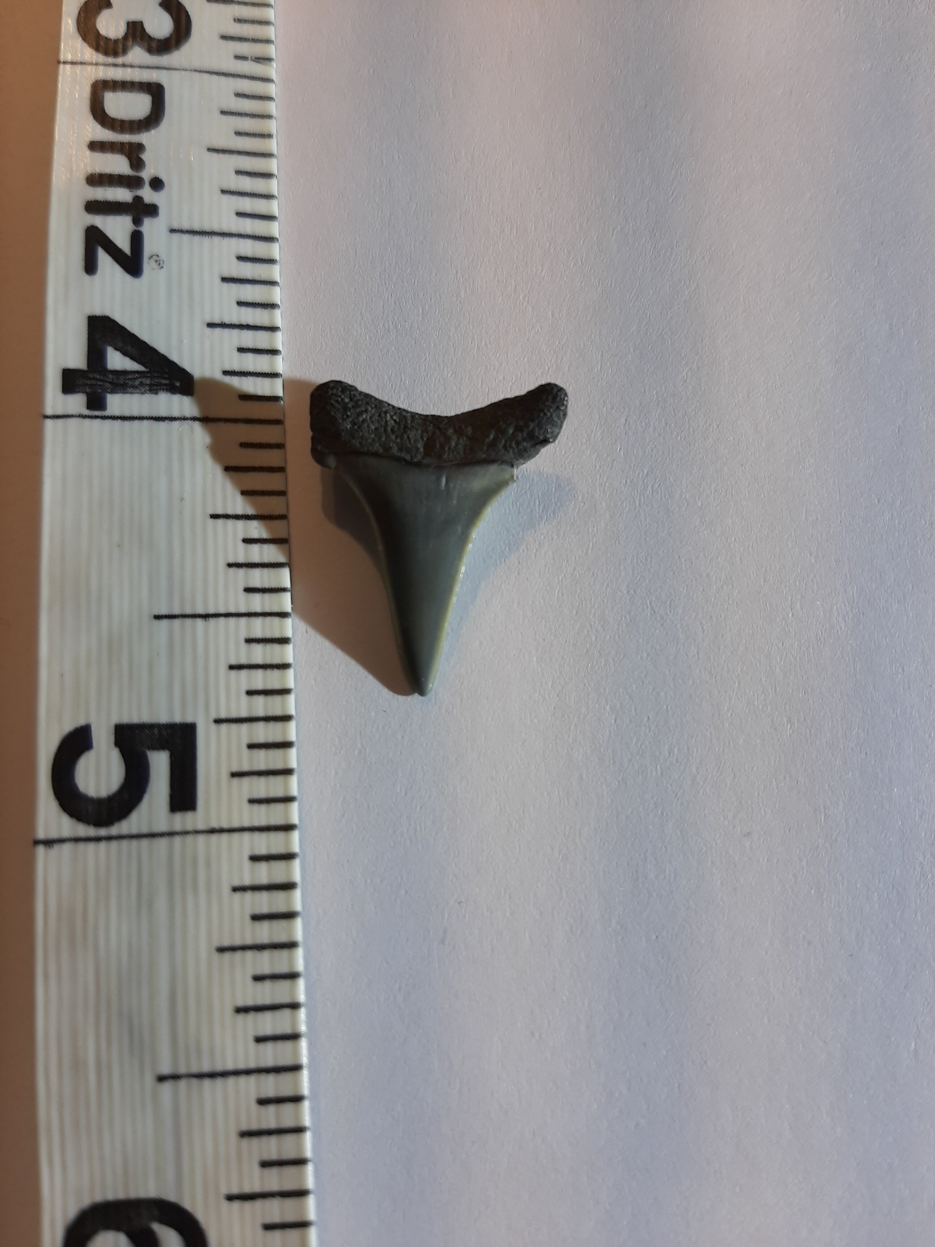 Is this a Carcharodon Hastalis? - Fossil ID - The Fossil Forum