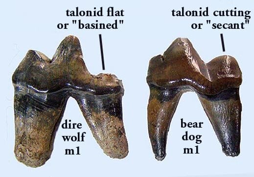 Dire wolf tooth? Found in FL - Fossil ID - The Fossil Forum