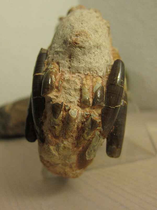 Hyaenodon Skull - Is It Real? How to Recognize Fossil Fabrications ...