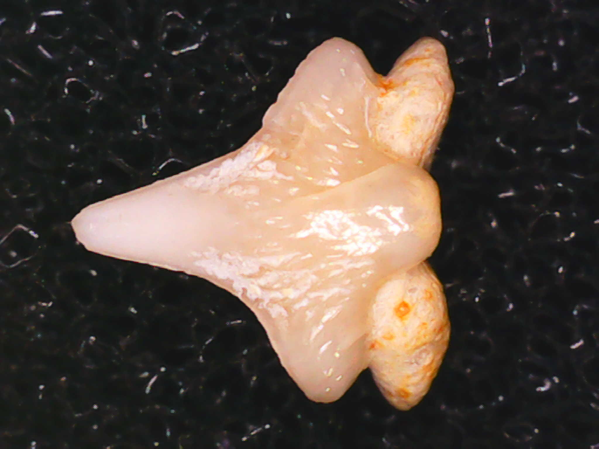 Help needed to ID this middle eocene carpet shark tooth, collected from ...
