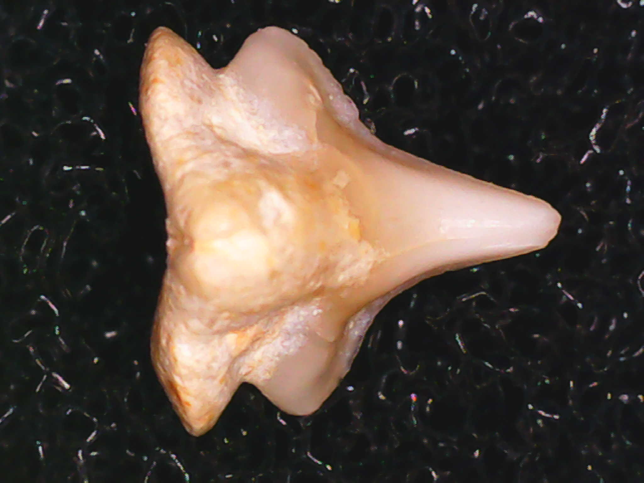 Help needed to ID this middle eocene carpet shark tooth, collected from ...