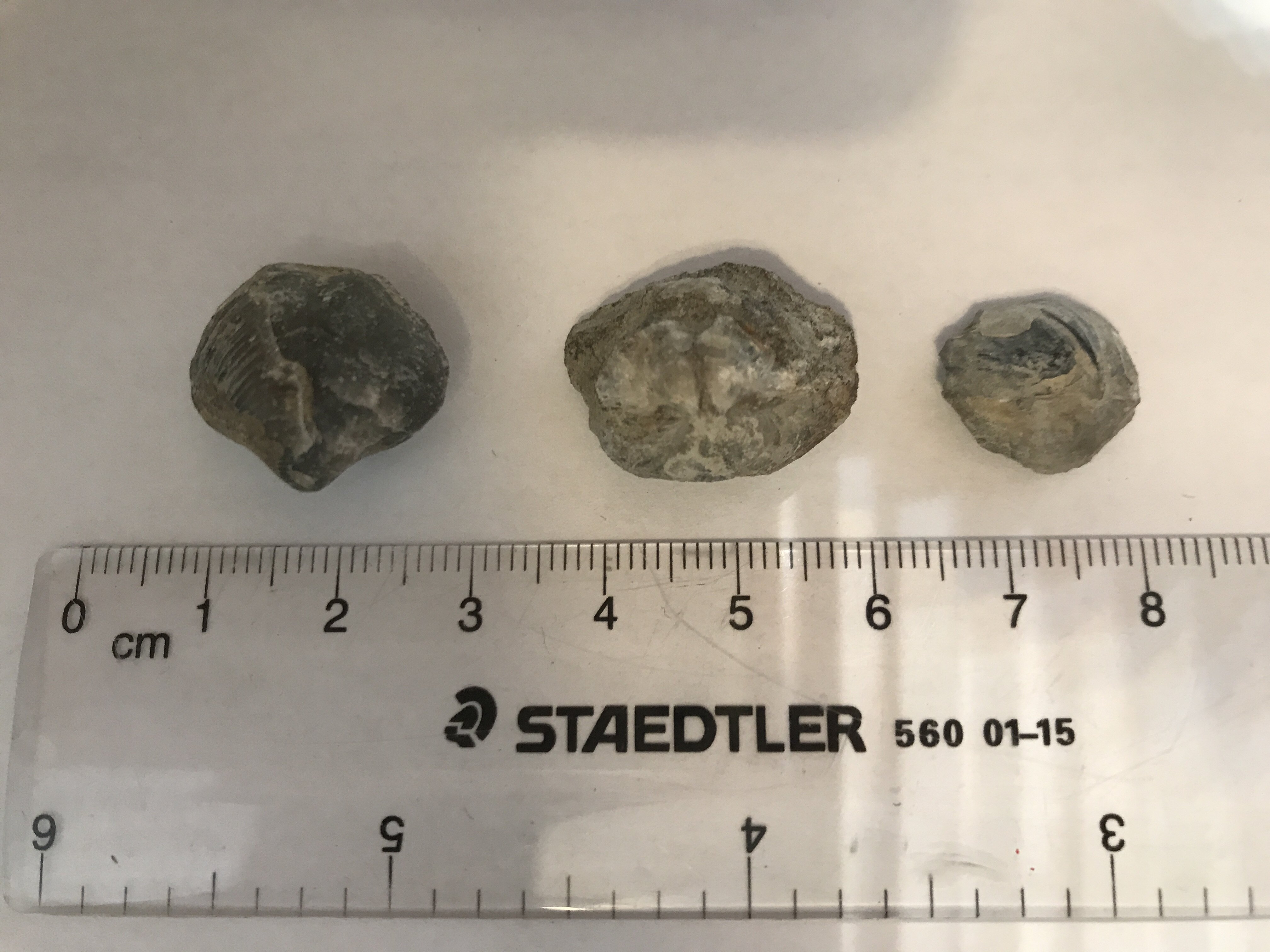 Another Unidentified Fossil From Arkona. Clam-shaped - Fossil ID - The ...