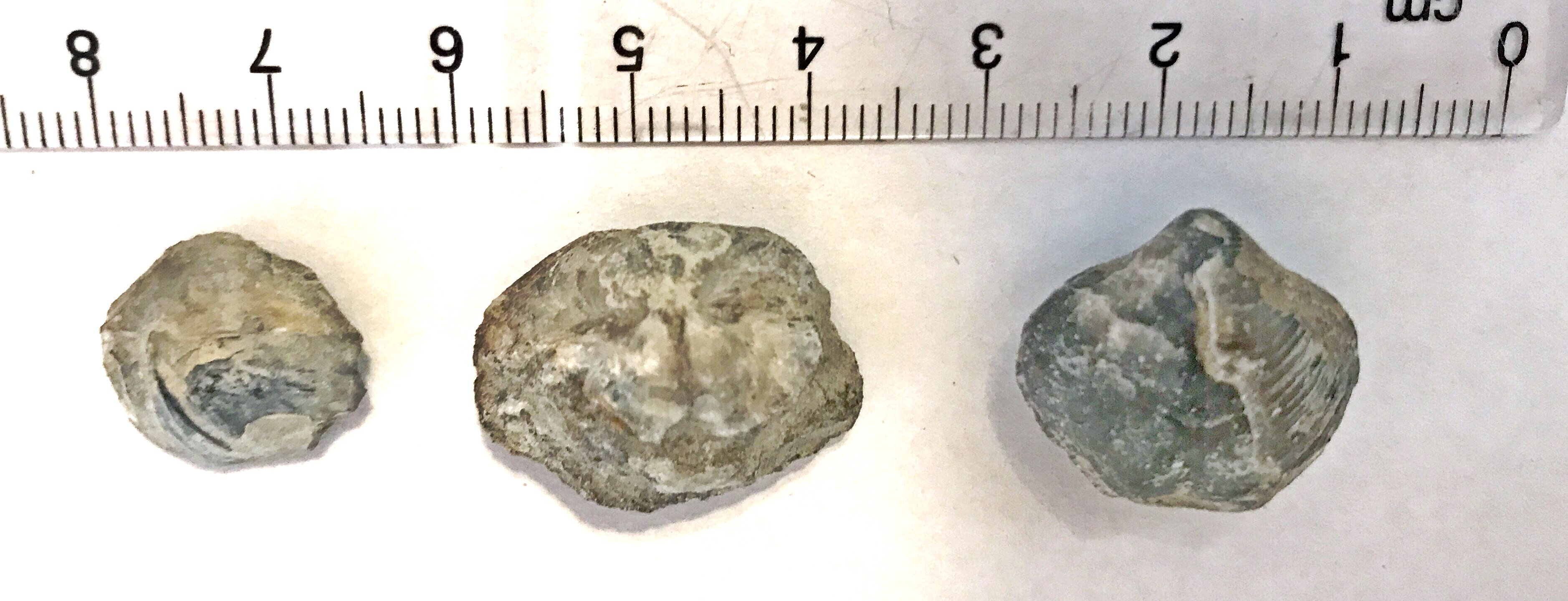 Another Unidentified Fossil From Arkona. Clam-shaped - Fossil ID - The ...
