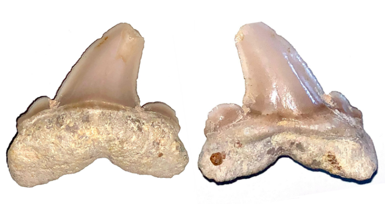 Striatolamia? Middle eocene age, Dammam formation, midra shale member ...