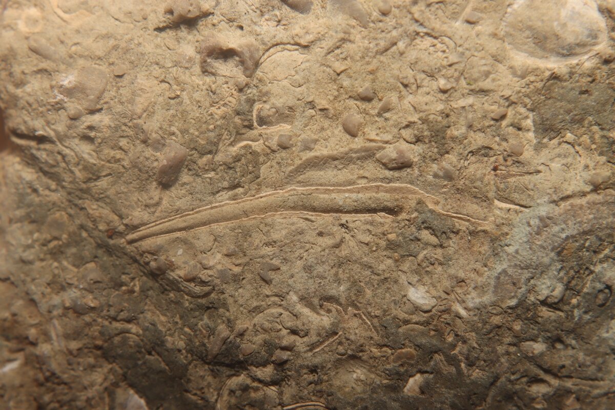 Lots of fossils from Mortimer Forest, Shropshire, UK (Silurian; Wenlock ...