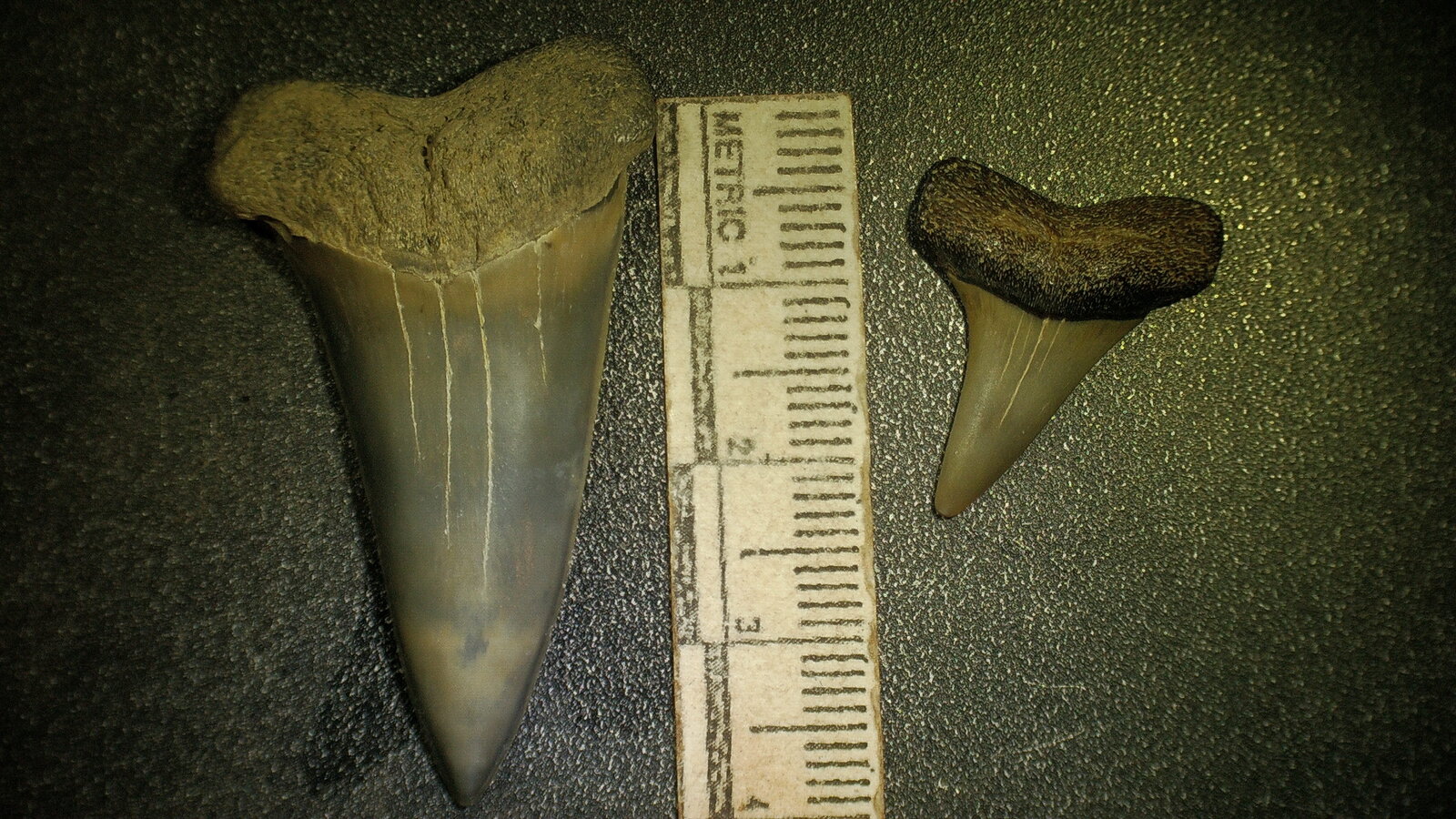 Carcharodon hastalis - Member Collections - The Fossil Forum