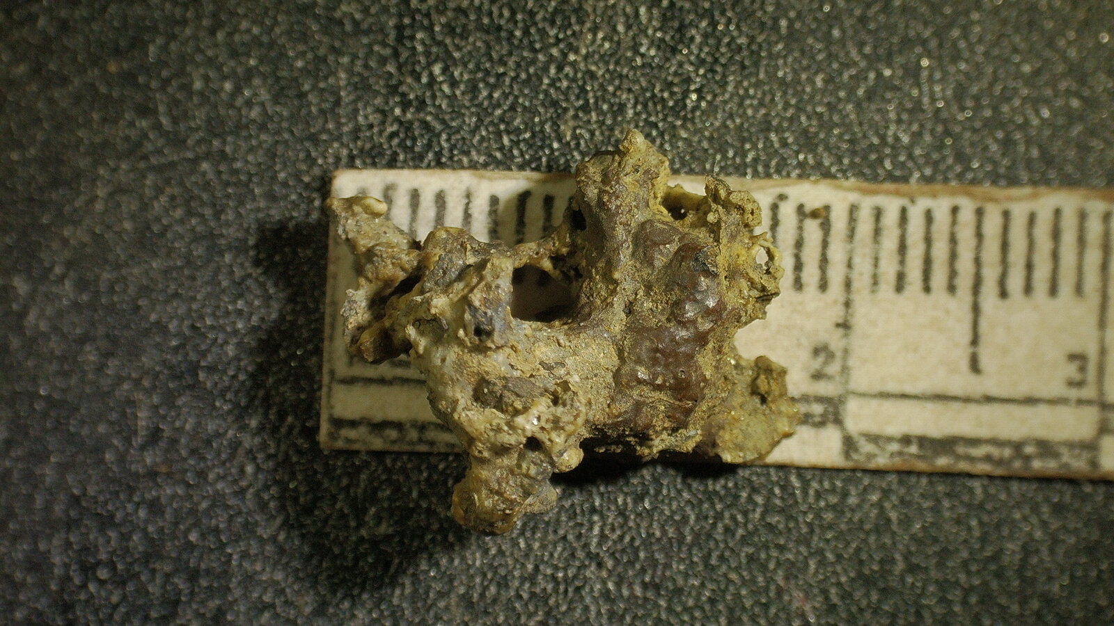Sponge - Cliona sp. - Member Collections - The Fossil Forum