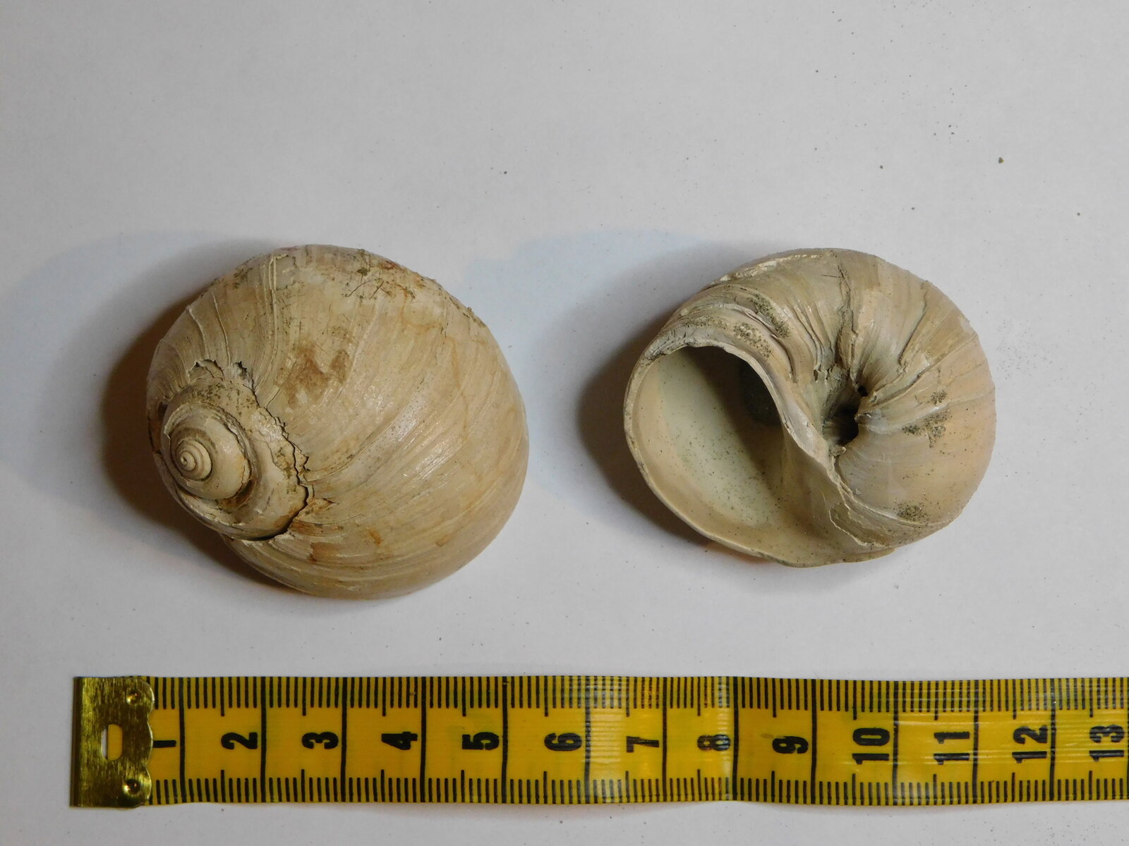 ‘Moon snail’ Lunatia heros - Member Collections - The Fossil Forum