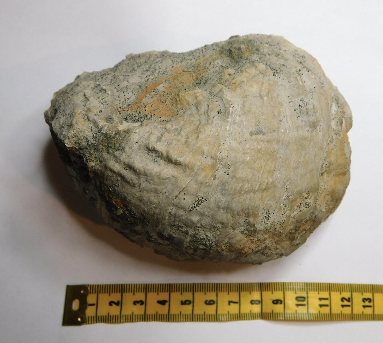 The largest Exogyra costata I’ve found - Member Collections - The ...