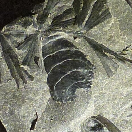 unidentified trigonotarbid arachnid - Member Collections - The Fossil Forum