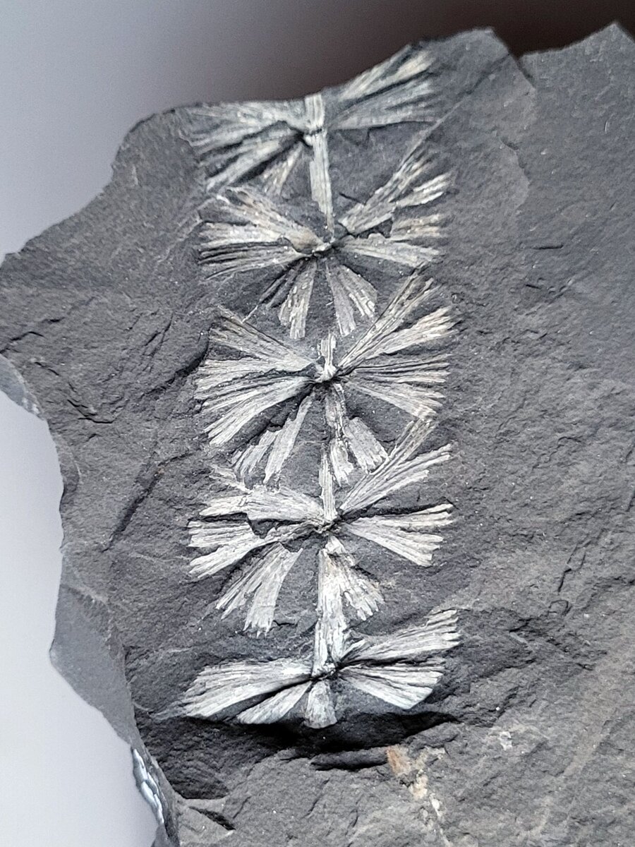 Sphenophyllum sp. - Member Collections - The Fossil Forum
