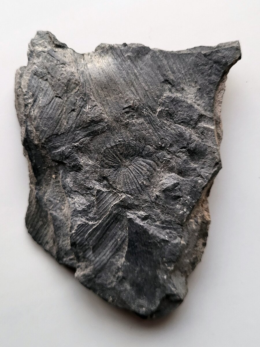 Calamites paleaceus Stur 1887 - Member Collections - The Fossil Forum