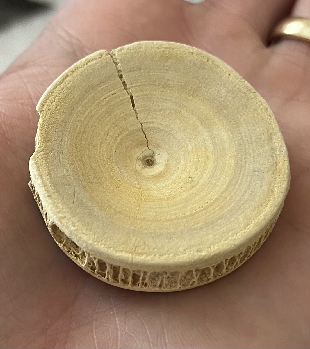 Lamniform Shark Vertebra - South Carolina - The Fossil Forum