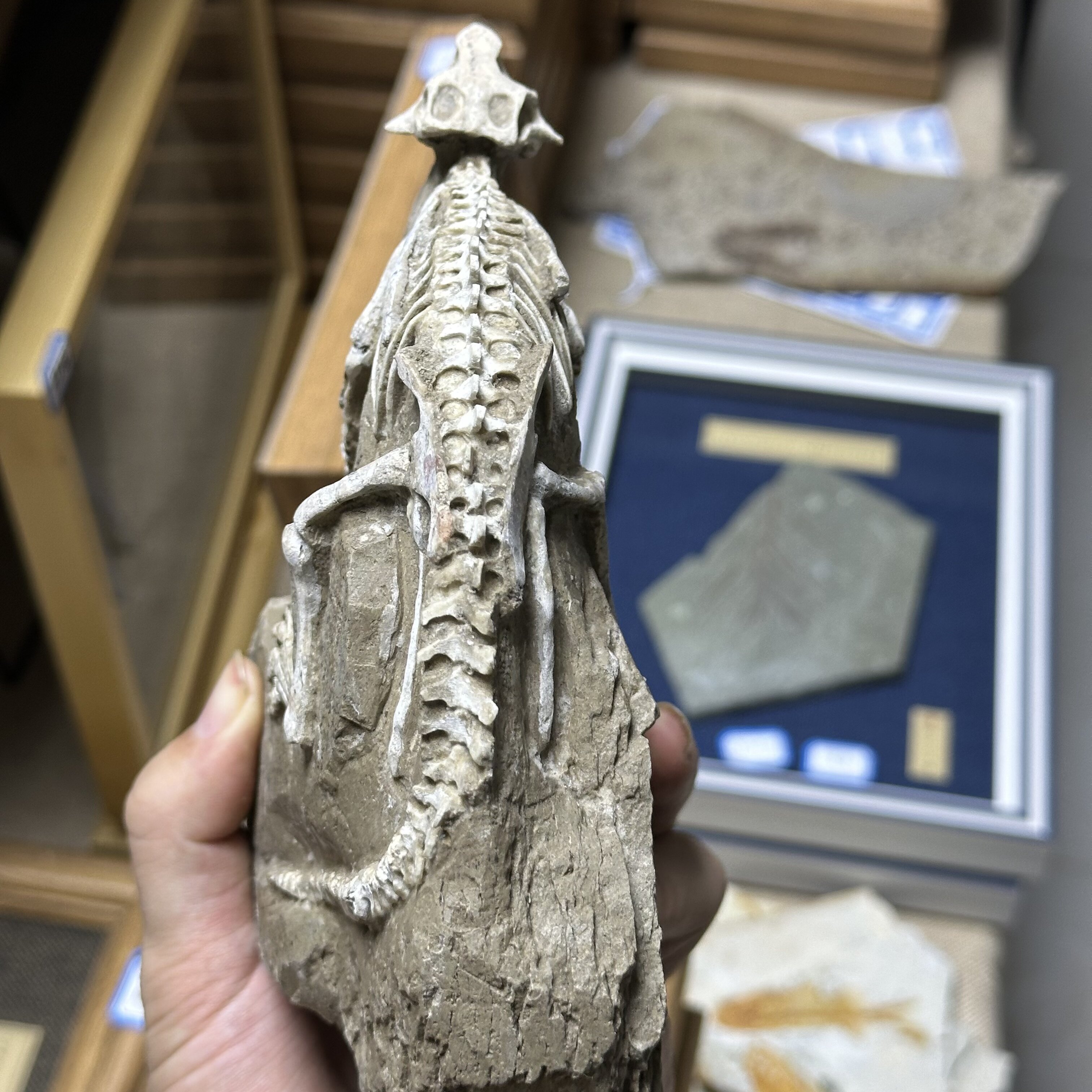 Psittacosaurus skeleton real? - Is It Real? How to Recognize Fossil ...