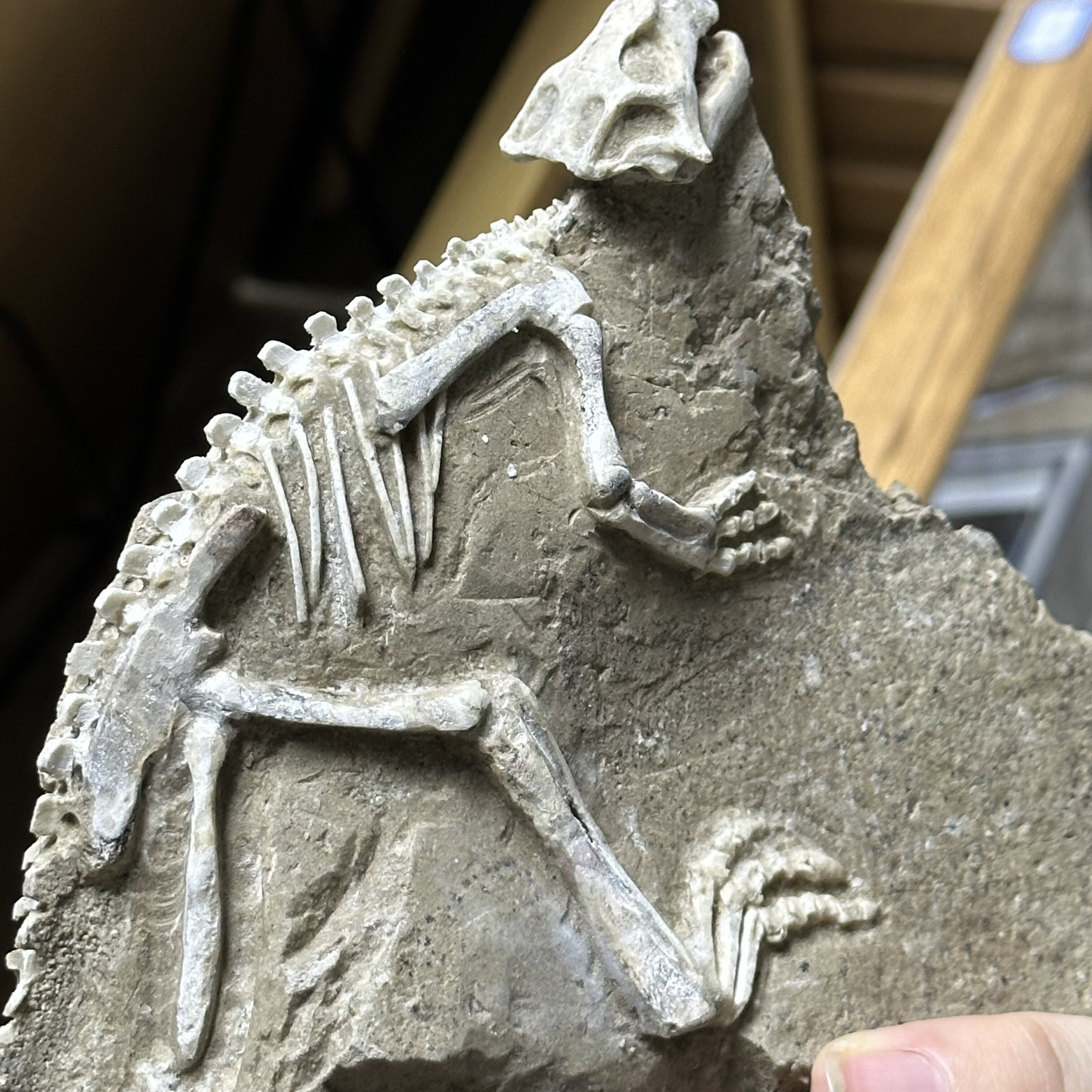 Psittacosaurus skeleton real? - Is It Real? How to Recognize Fossil ...
