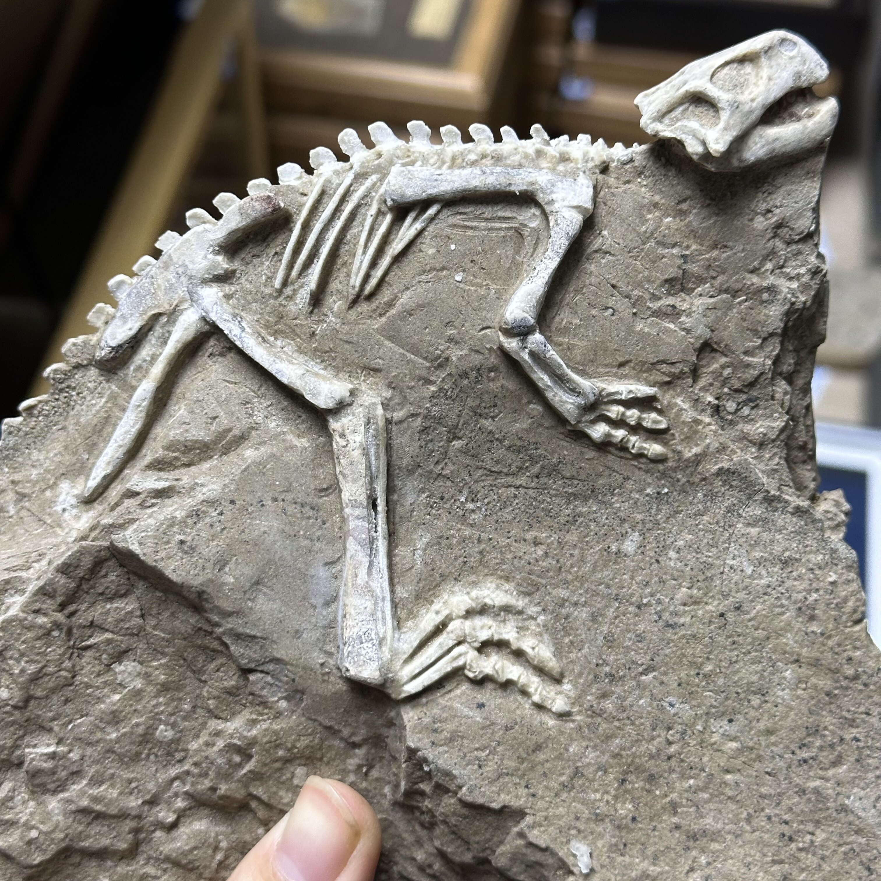 Psittacosaurus skeleton real? - Is It Real? How to Recognize Fossil ...