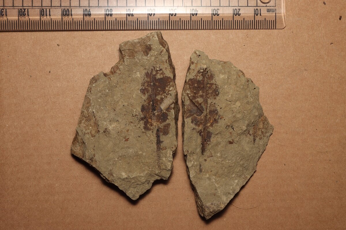 Lots of fossils from Mortimer Forest, Shropshire, UK (Silurian; Wenlock ...
