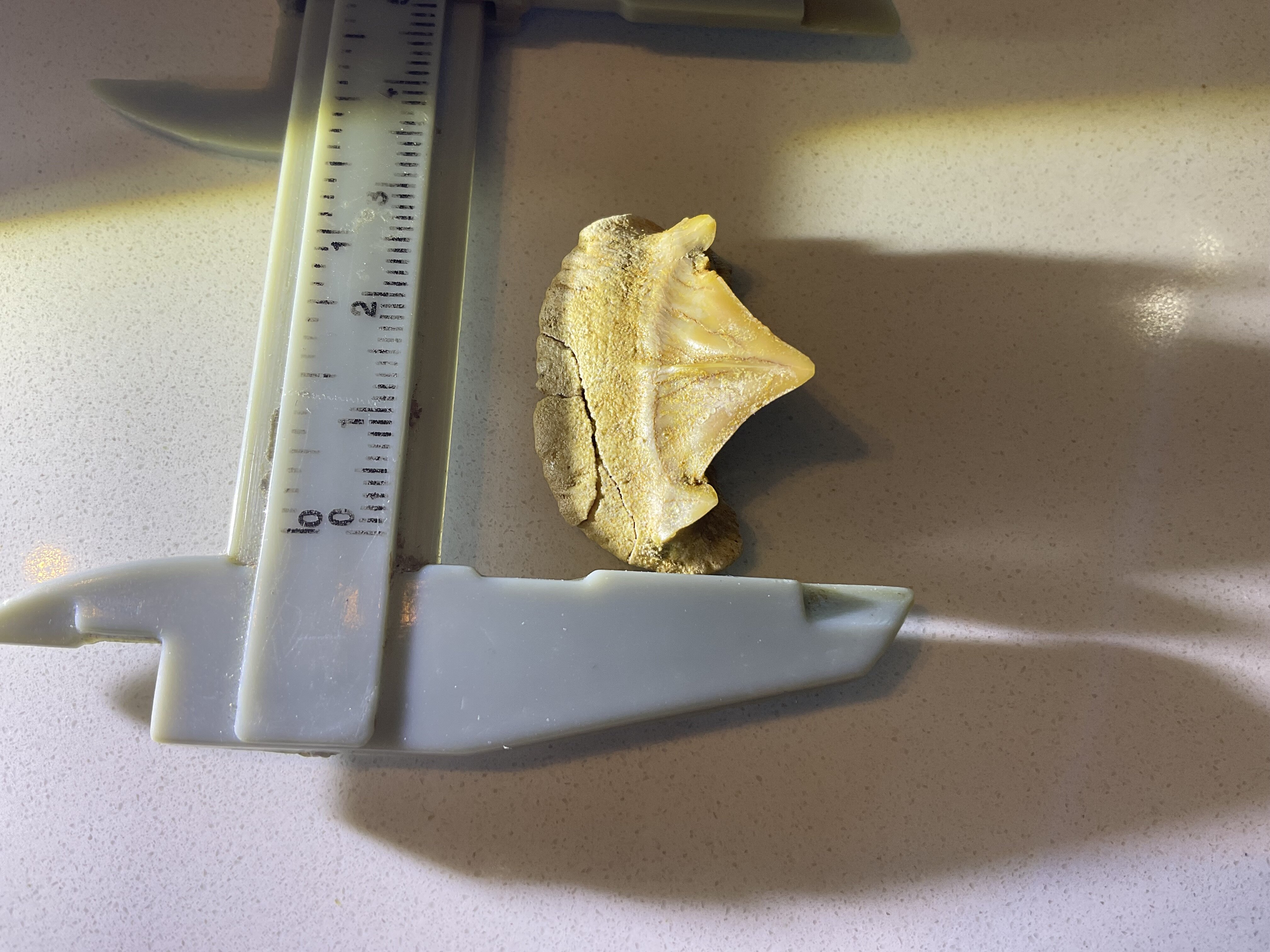 Unknown Moroccan Shark Tooth - Fossil ID - The Fossil Forum