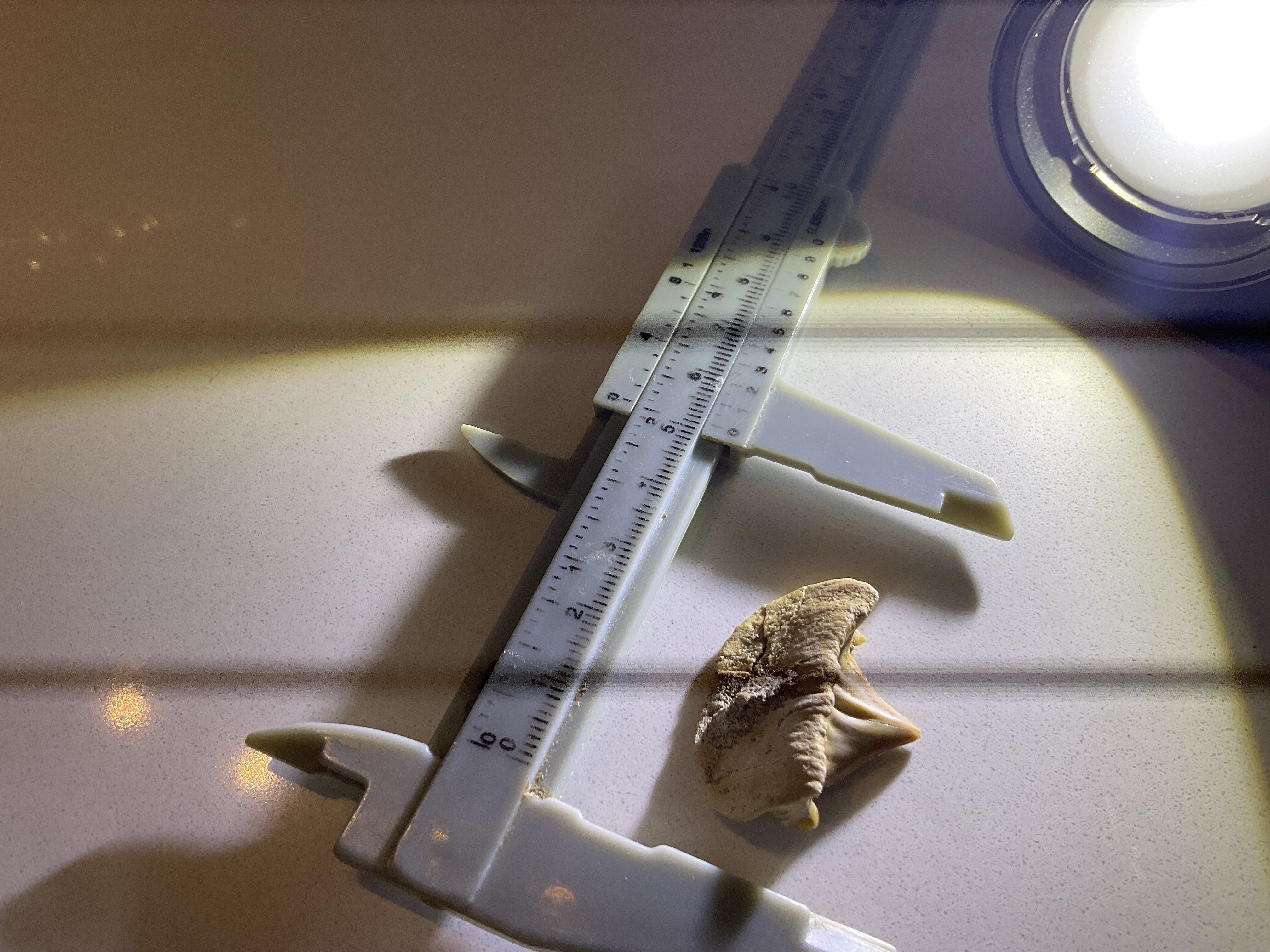 Unknown Moroccan Shark Tooth - Fossil ID - The Fossil Forum