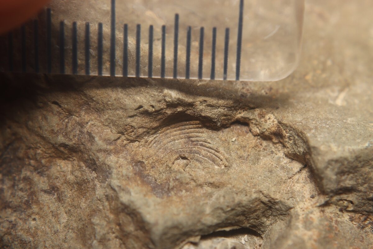 Lots of fossils from Mortimer Forest, Shropshire, UK (Silurian; Wenlock ...