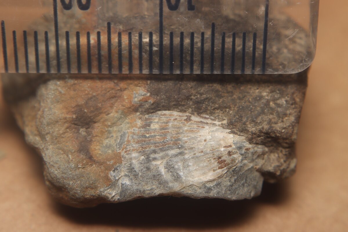 Lots of fossils from Mortimer Forest, Shropshire, UK (Silurian; Wenlock ...