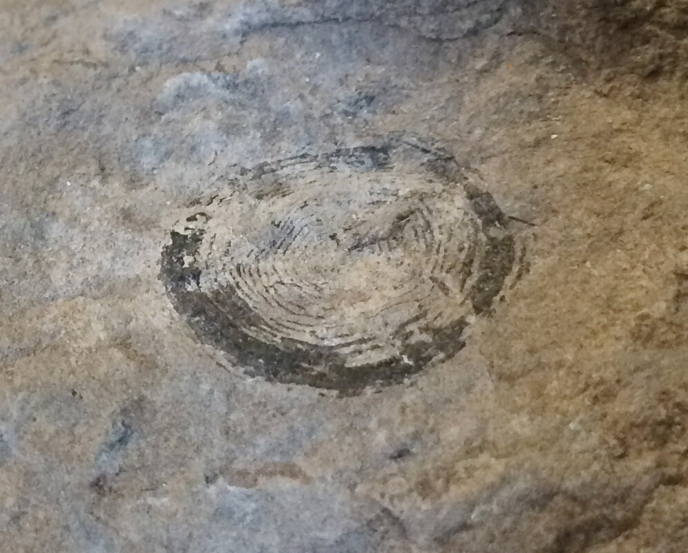 concentric circle fossils - Fossil ID - The Fossil Forum