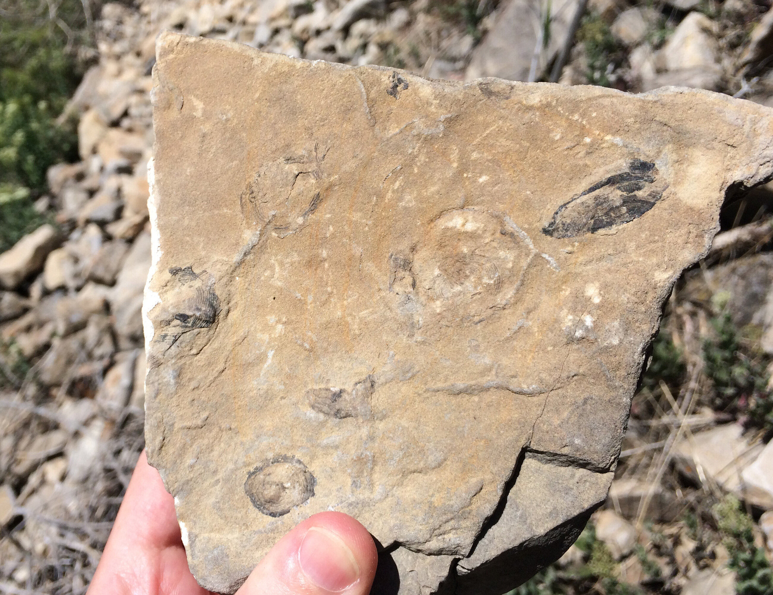 concentric circle fossils - Fossil ID - The Fossil Forum