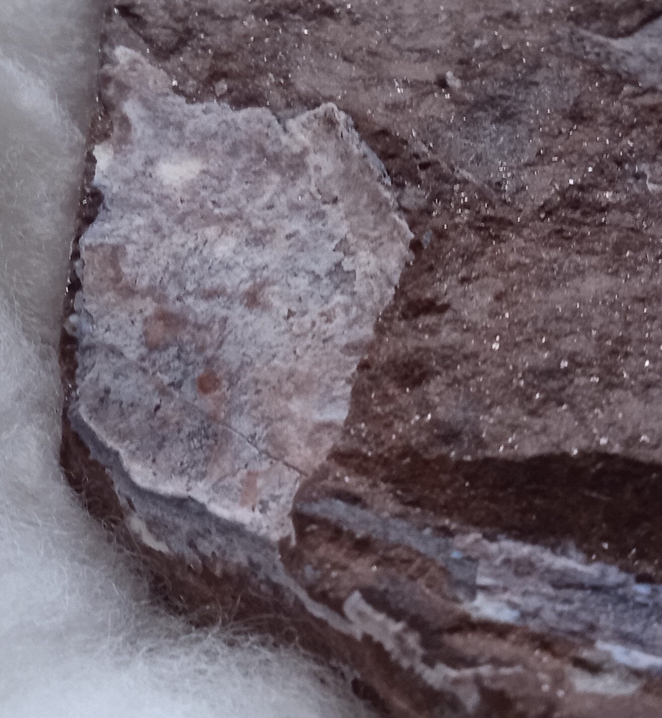 Ostracodermi and placodermi. Bones for ID - Fossil ID - The Fossil Forum