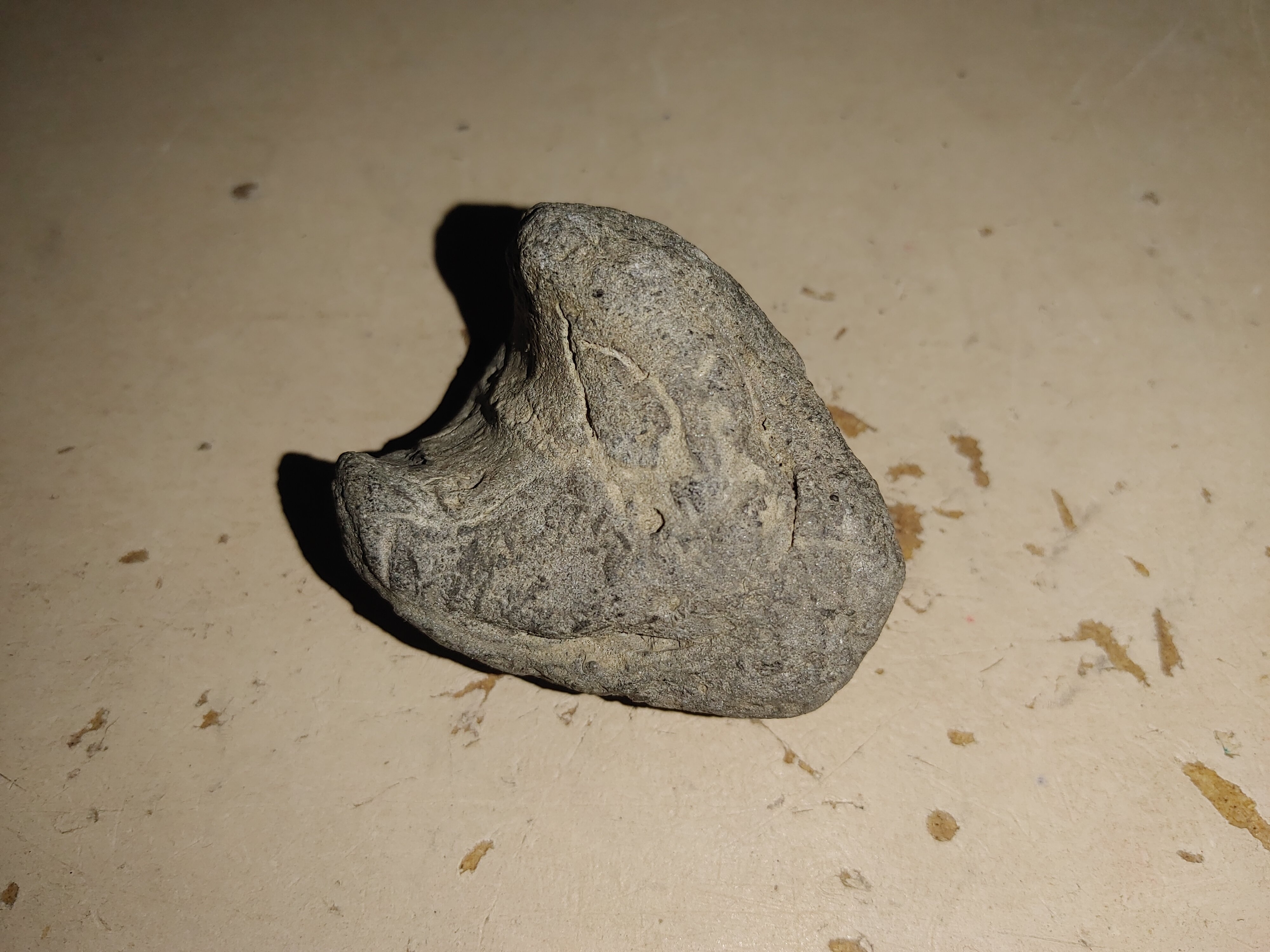 What was the first fossil you ever found? - Questions & Answers - The ...
