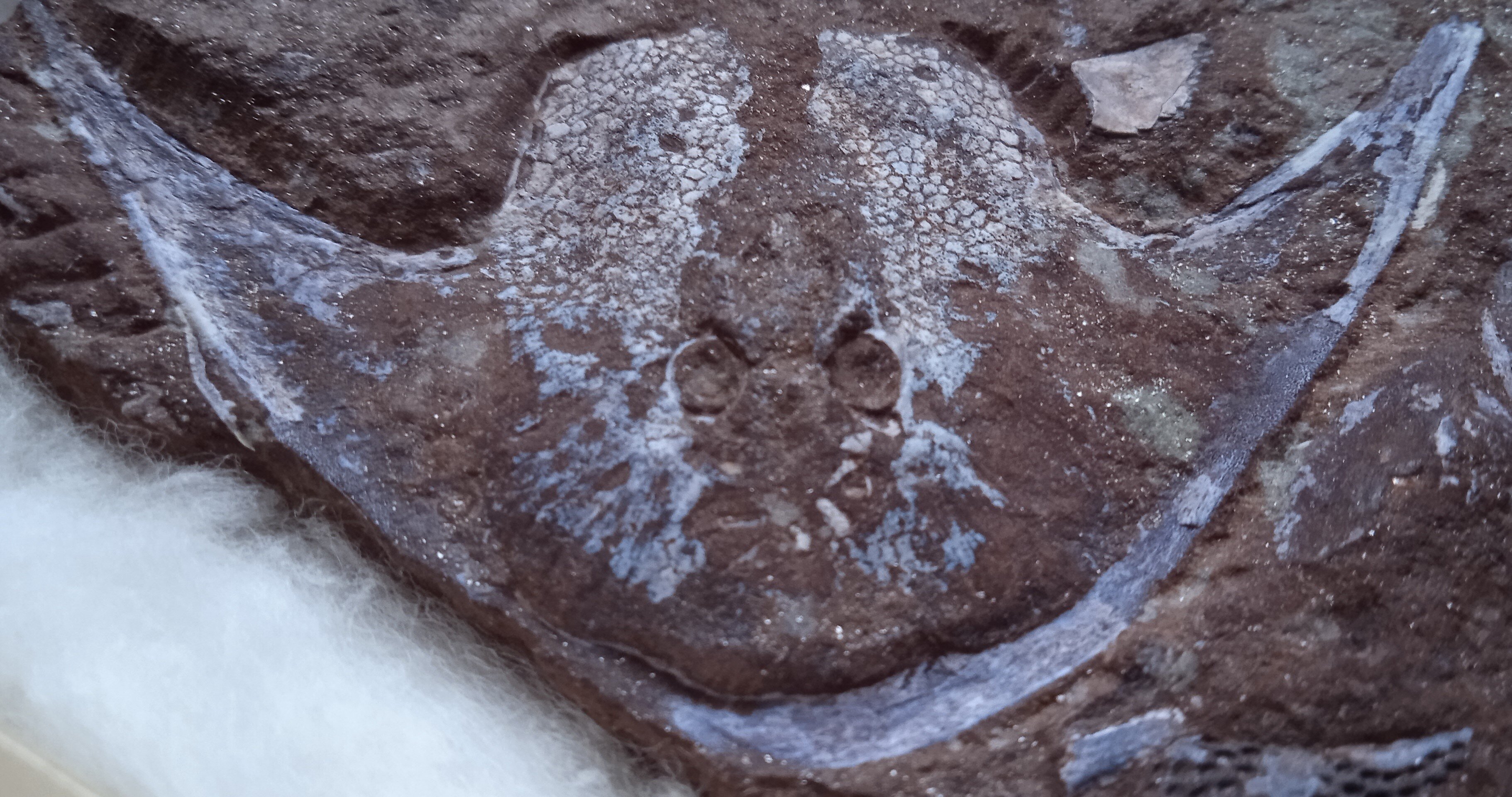 Ostracodermi and placodermi. Bones for ID - Fossil ID - The Fossil Forum
