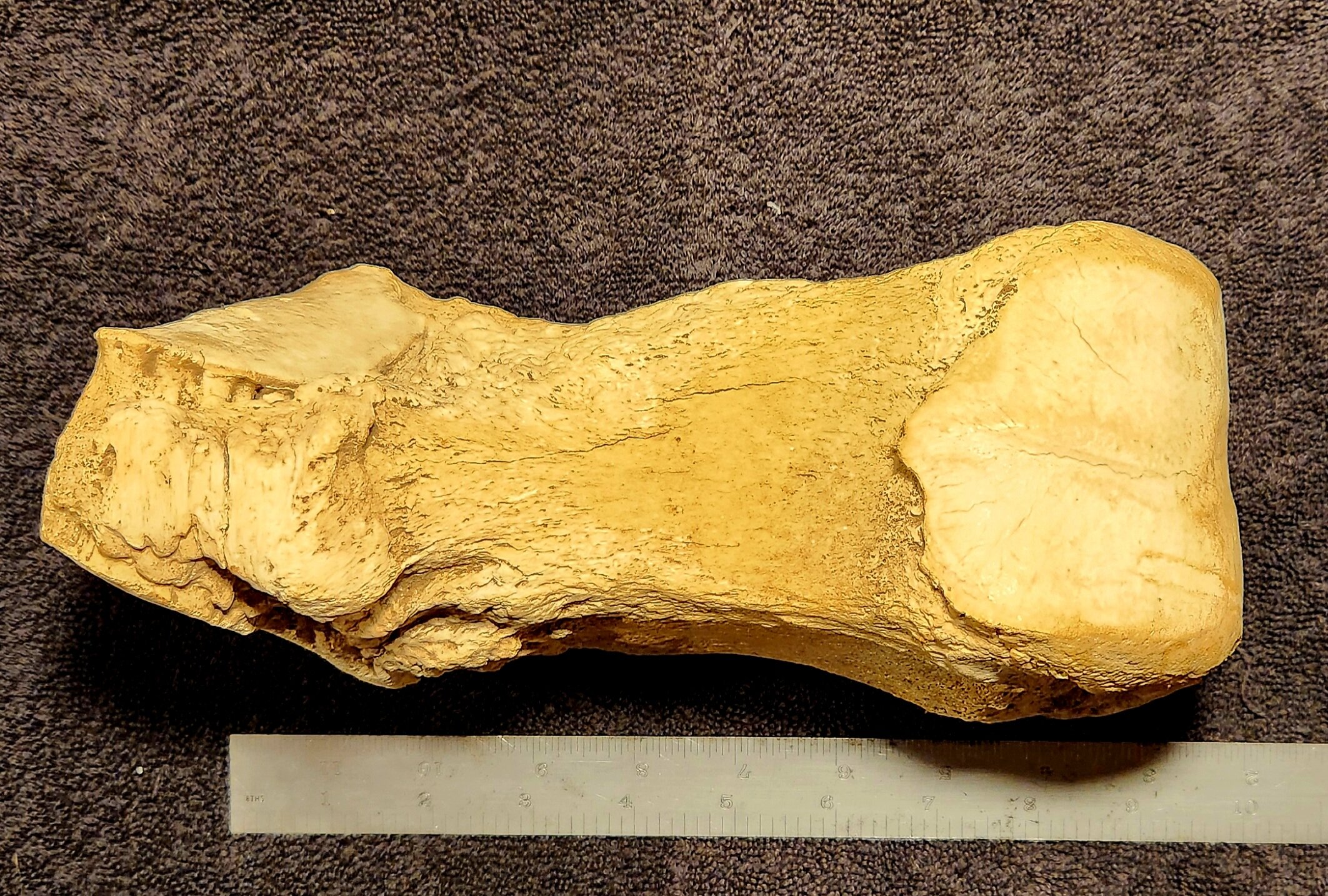 Need Help Identifying these Fossils. 1st Fossil - Fossil ID - The ...