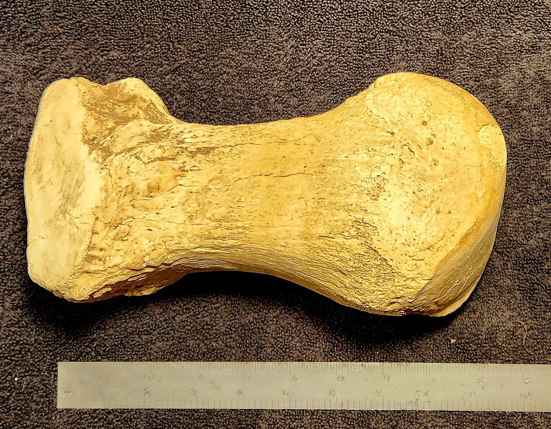 Need Help Identifying these Fossils. 1st Fossil - Fossil ID - The ...