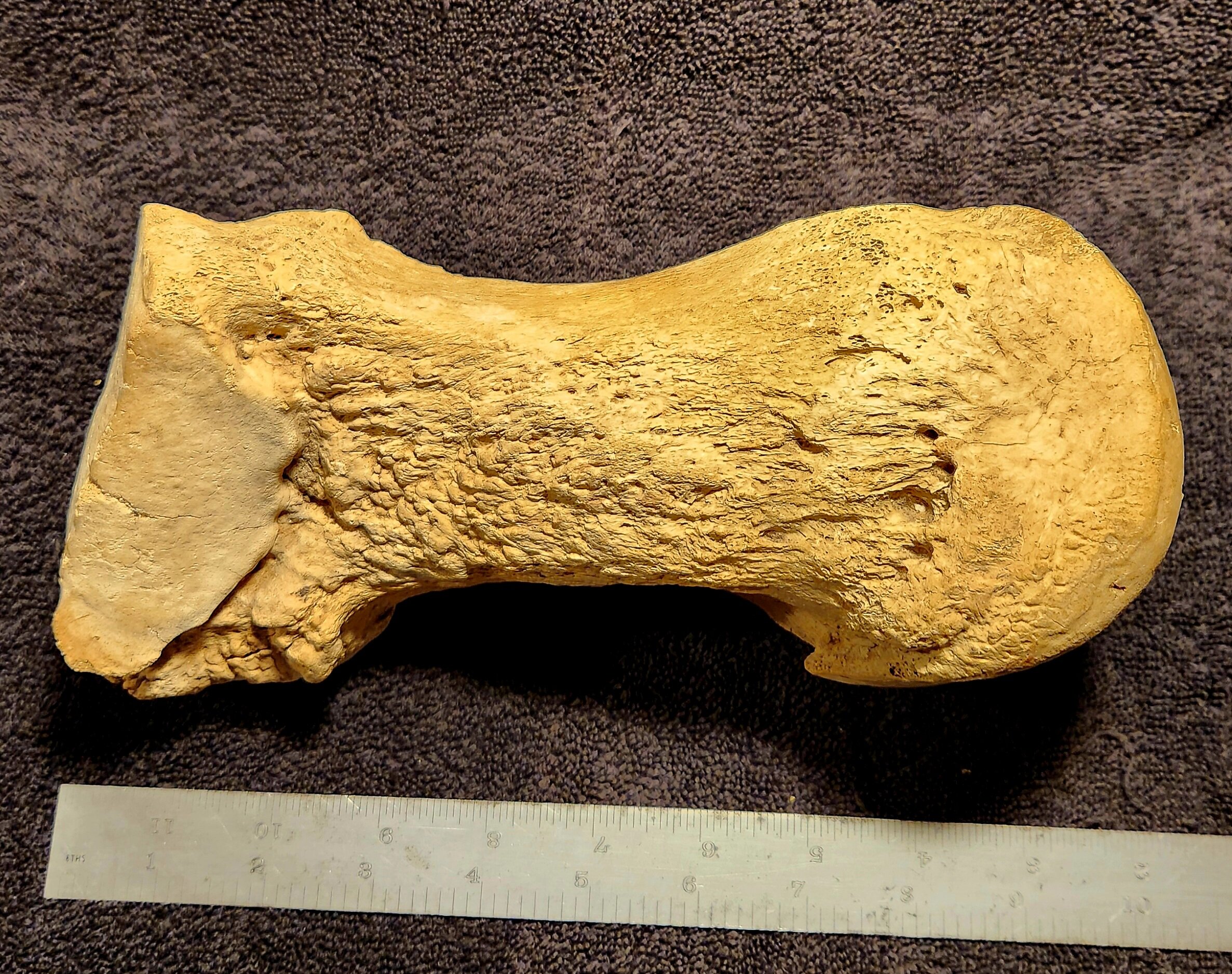 Need Help Identifying these Fossils. 1st Fossil - Fossil ID - The ...
