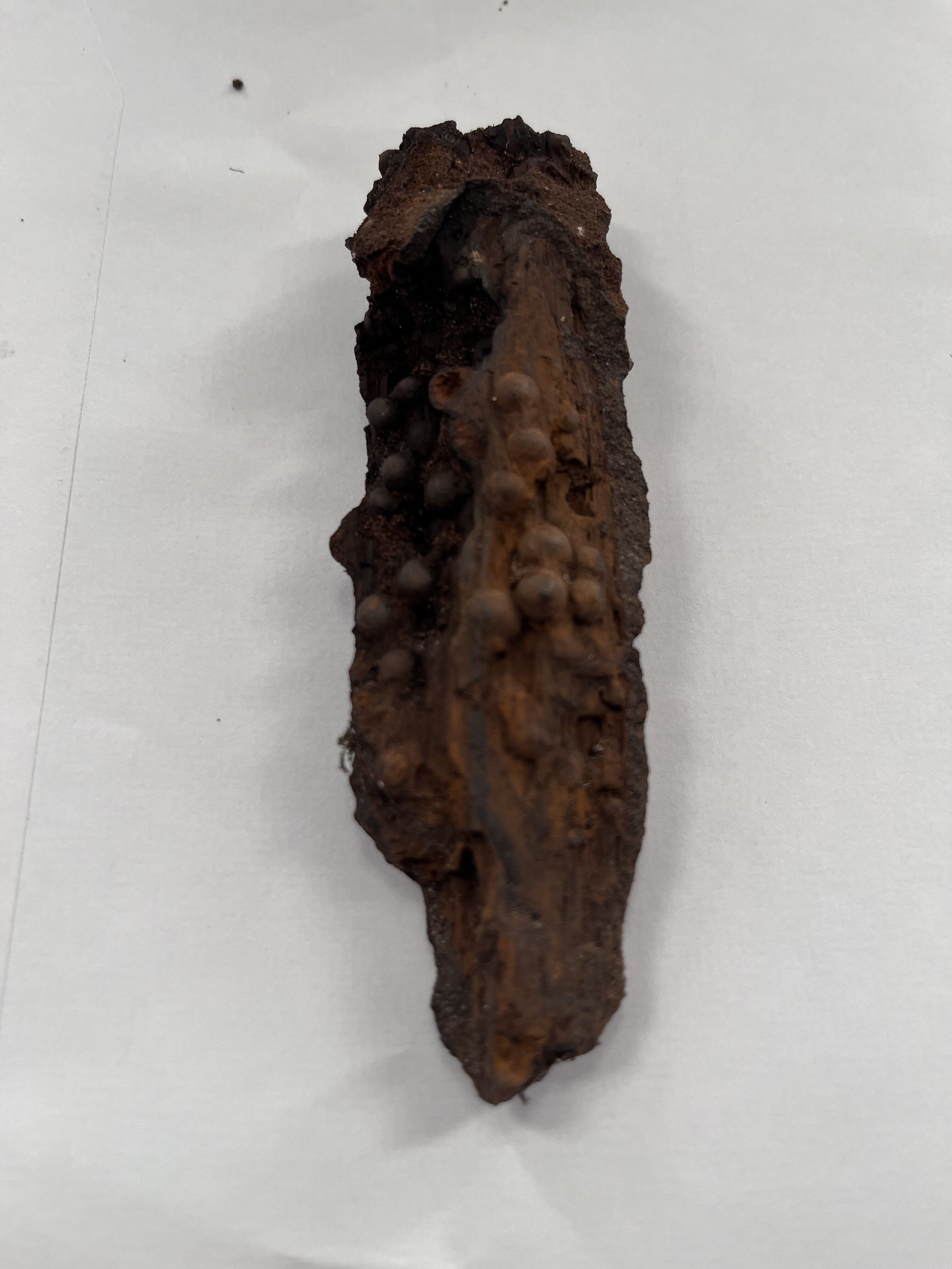 Fossilized Balls ID - Fossil ID - The Fossil Forum