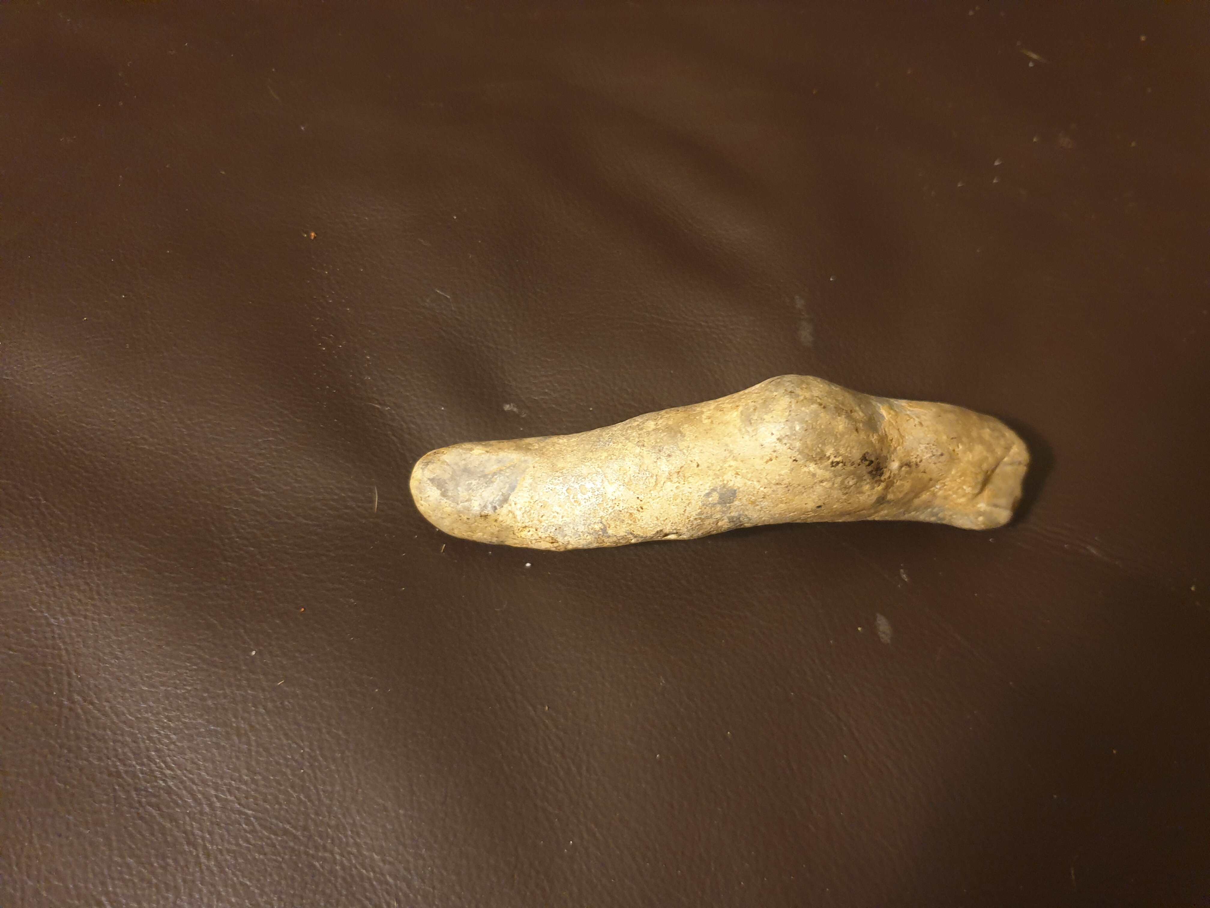 Human finger - Fossil ID - The Fossil Forum